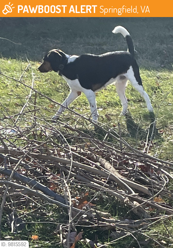 Springfield, VA Stray Male Dog Found Near Essex Ave and Dinwiddie ...