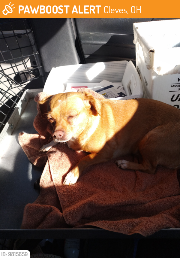 Cleves, OH Stray Female Dog Found Near Near ripple rd, Cleves, ohio | PawBoost