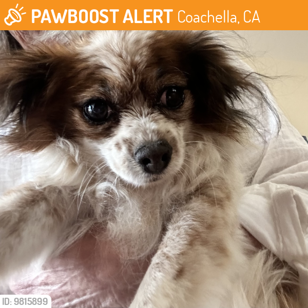 Indio, CA Stray Female Dog Found Near Retrieved from previous foster ...
