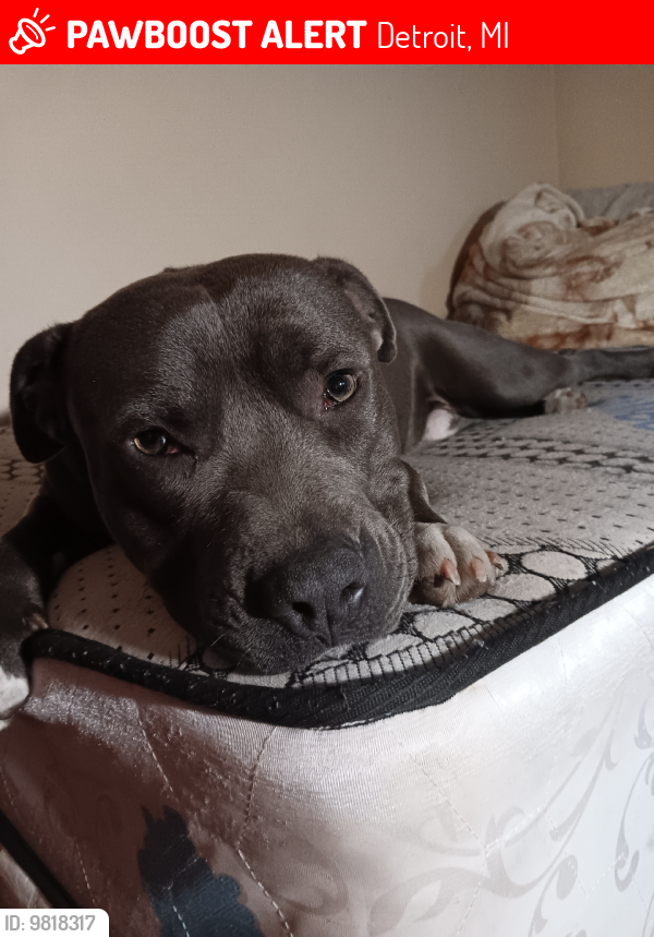Detroit, MI Lost Male Dog, Toker Is Missing | PawBoost
