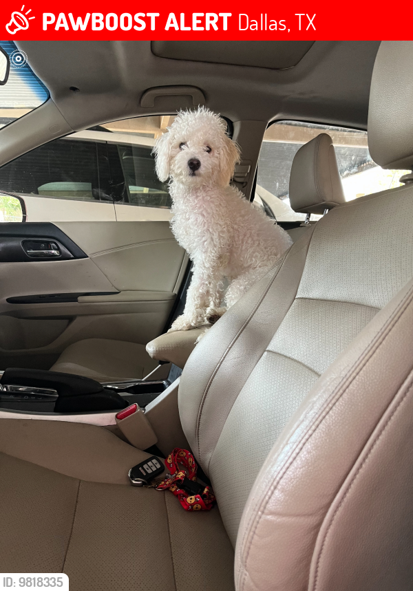 Dallas, TX Lost Male Dog, Milo Is Missing | PawBoost
