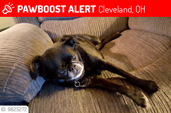 Cleveland, OH Lost Female Dog, Coco Is Missing | PawBoost