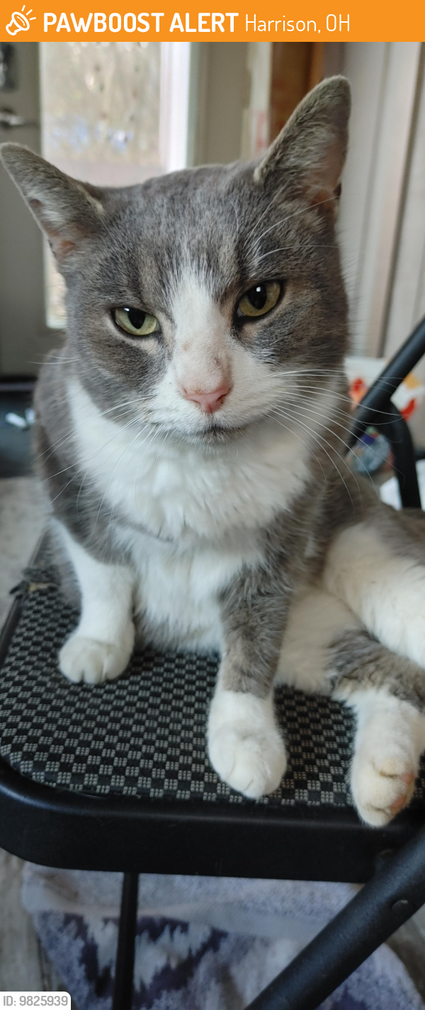 Harrison, OH Stray Cat Found Near On lawrenceburg road near Brooks ...