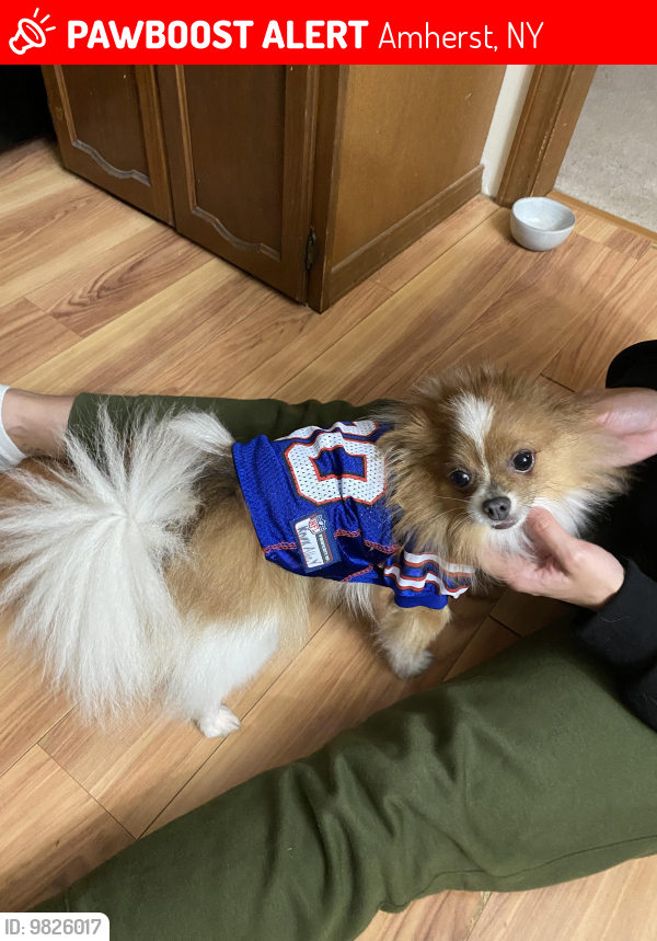 Amherst, NY Lost Female Dog, Imogen Is Missing | PawBoost