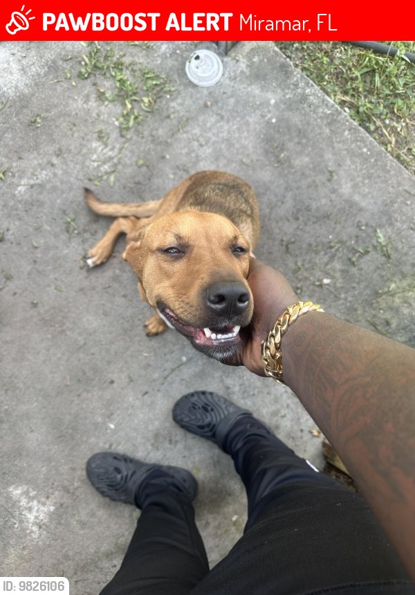 Miramar, FL Lost Female Dog, Zark Is Missing | PawBoost