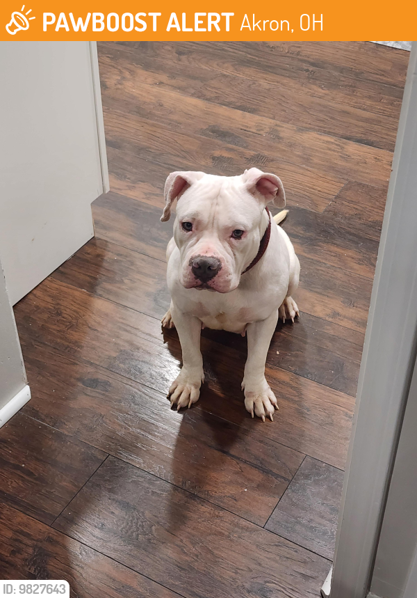 Akron, OH Stray Female Dog Found Near Corncer of Madison Ave and Bye St ...