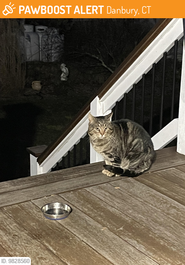 Danbury, CT Stray Cat Found Near King st | PawBoost