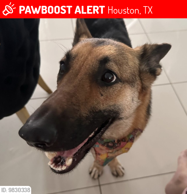 Houston, TX Lost Female Dog, Cloe Is Missing | PawBoost