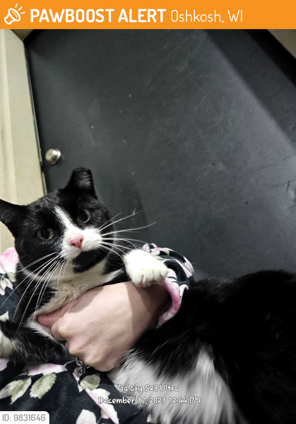 Oshkosh, WI Stray Cat Found Near Willow Way Oshkosh sort of by DMV | PawBoost