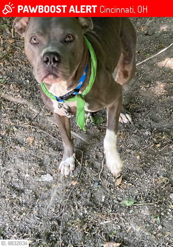Cincinnati, OH Lost Male Dog, Drako Is Missing | PawBoost