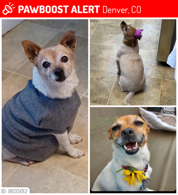 Denver, CO Lost Female Dog, Manchita Is Missing | PawBoost