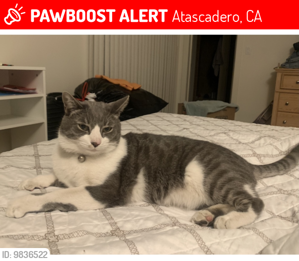 Atascadero, CA Lost Male Cat, Coco Is Missing | PawBoost