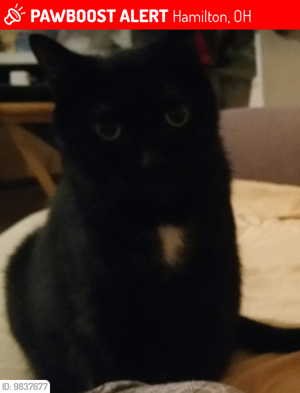Hamilton, OH Lost Male Cat, P90 Is Missing | PawBoost