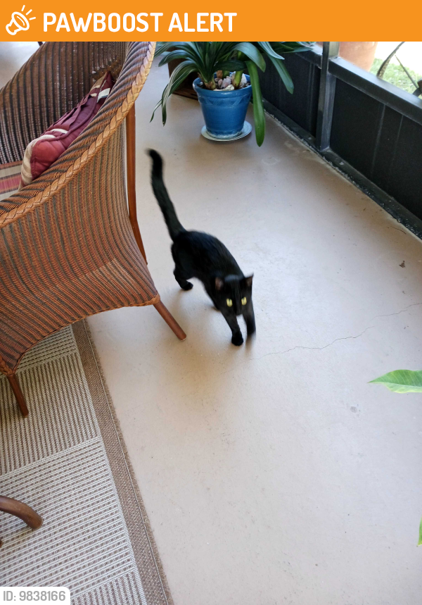 New Port Richey East, FL Stray Male Cat Found Near Down road from Marty ...