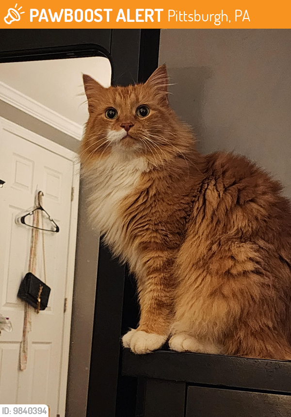 Pittsburgh, PA Stray Cat Found Near Near Beacon Hill Ave | PawBoost
