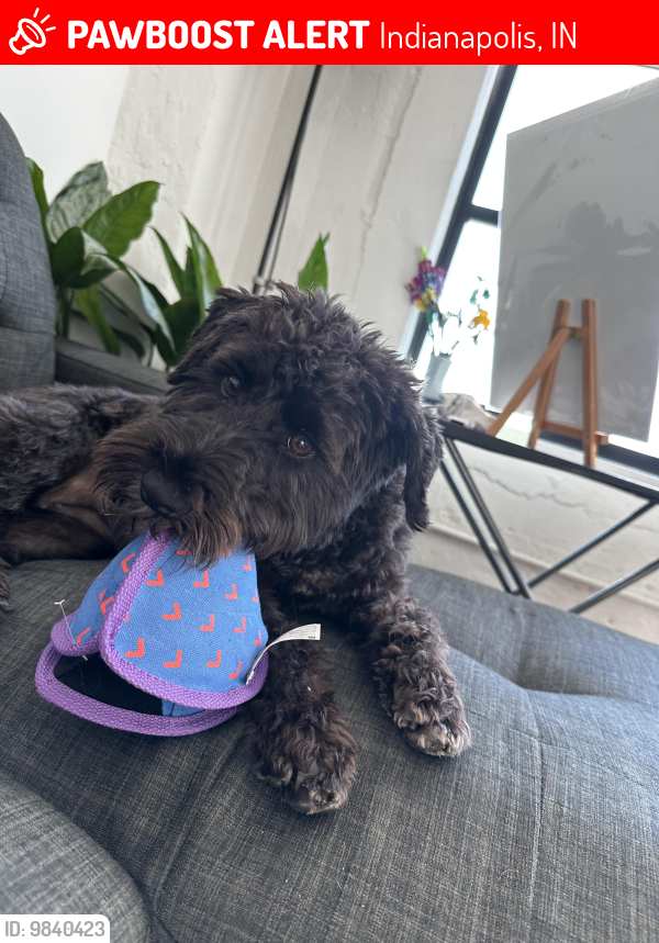 Indianapolis, IN Lost Female Dog, Moshi Is Missing | PawBoost