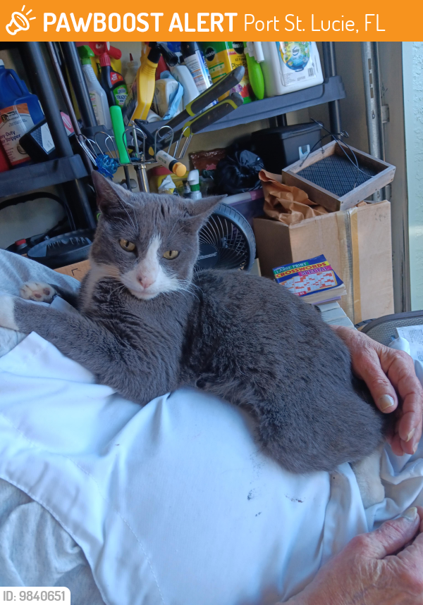 Port St. Lucie, FL Stray Male Cat Found Near Sw Hillsboro cir near SW ...