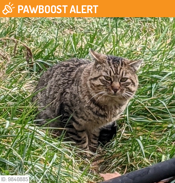 Franklin Township, NJ Stray Cat Found Near Rt 57 , down the road from ...