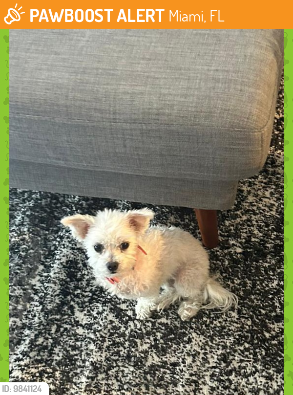 Miami, FL Stray Female Dog Found Near miami | PawBoost