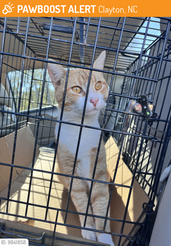 Clayton, NC Stray Male Cat Found Near East Main Street Clayton, NC 27577 | PawBoost