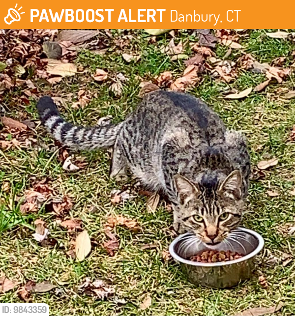 Danbury, CT Stray Cat Found Near Farview and franklyn st | PawBoost