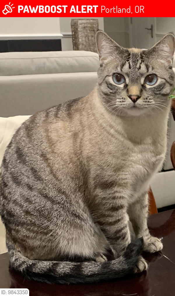 Portland, OR Lost Male Cat, Milo Is Missing | PawBoost