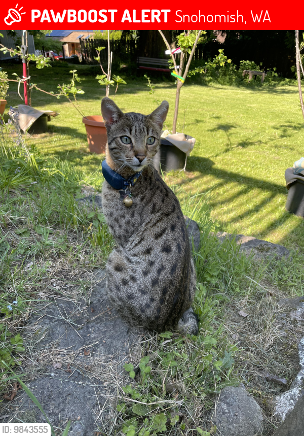 Snohomish, WA Lost Male Cat, Leon Is Missing | PawBoost