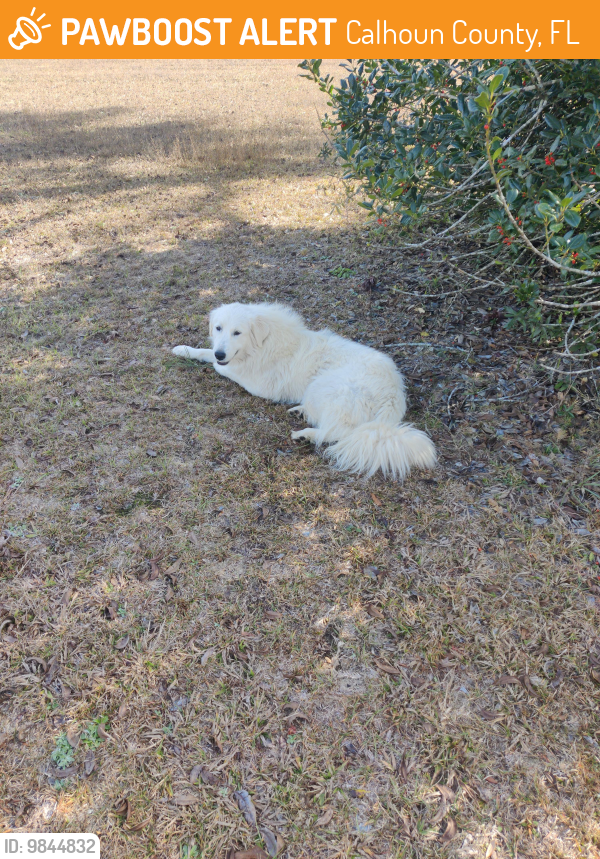 Calhoun County, FL Stray Female Dog Found Near Route 274 | PawBoost