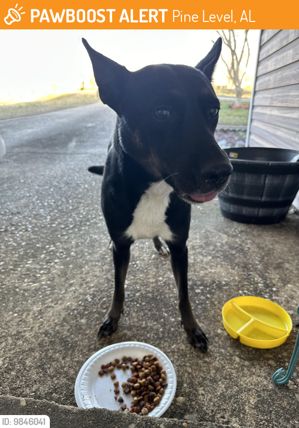 Pine Level, AL Stray Female Dog Found Near Hwy 40 East Autauga county ...