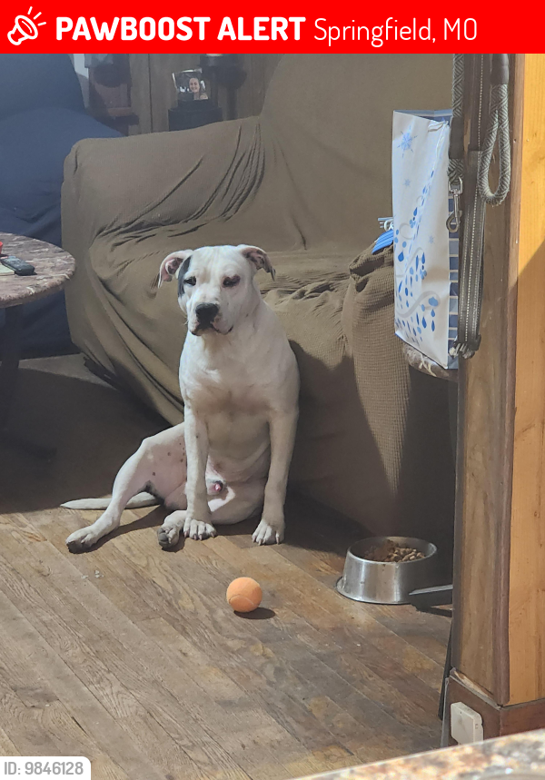 Springfield, MO Lost Male Dog, Hurky Is Missing | PawBoost