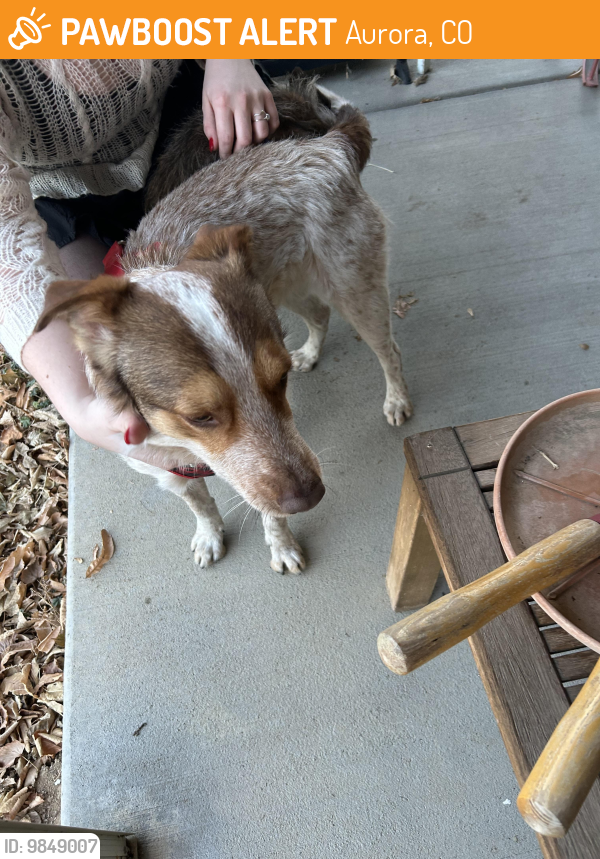 Aurora, CO Stray Male Dog Found Near 11th and Elmira | PawBoost