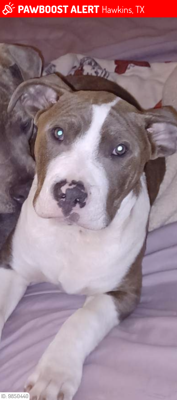 Hawkins, TX Lost Male Dog, Roscoe Is Missing | PawBoost