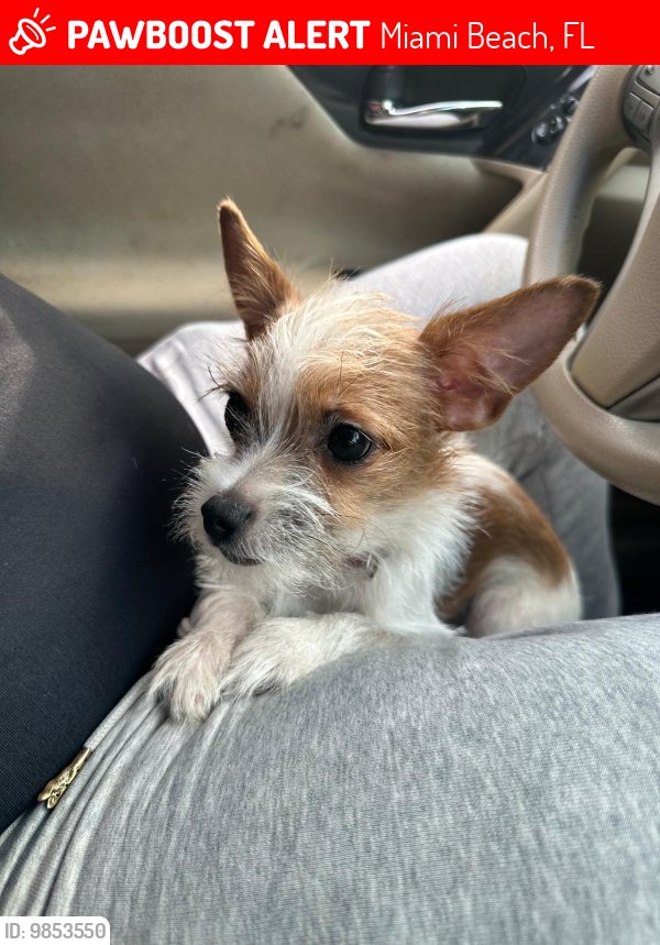 Miami Beach, FL Lost Female Dog, Pixi Is Missing | PawBoost