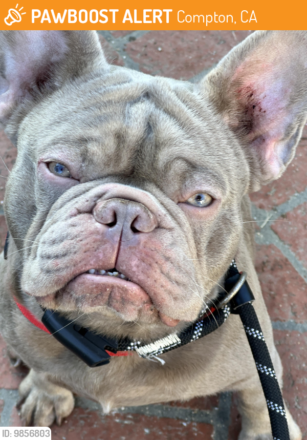 Compton, CA Stray Male Dog Found Near Rosecrans | PawBoost