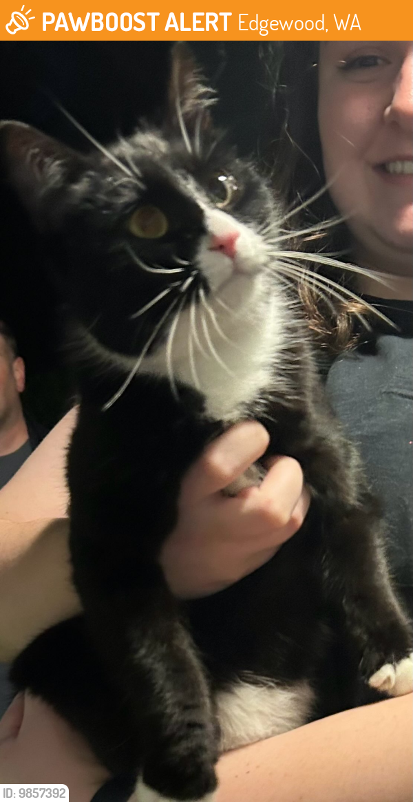 Edgewood, WA Stray Female Cat Found Near Alice Hedden Elementary School ...