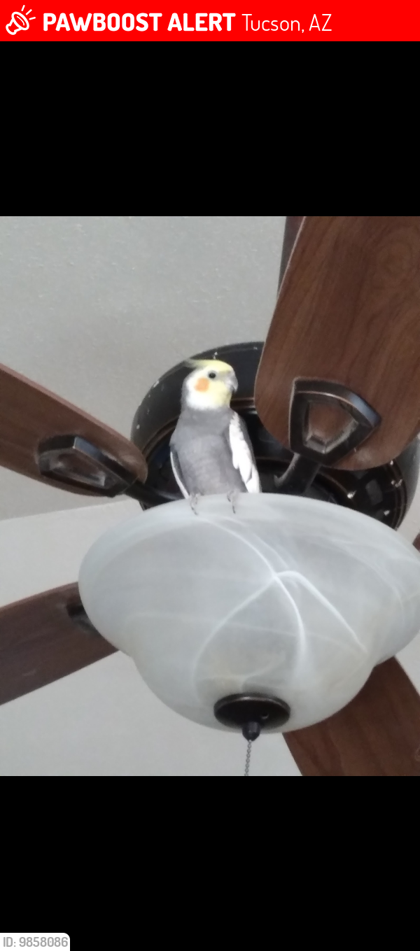 Tucson, AZ Lost Male Bird, Ava Is Missing | PawBoost