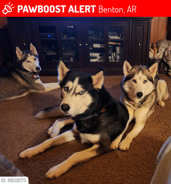 Benton, AR Lost Male Dog, Hero & River Is Missing | PawBoost