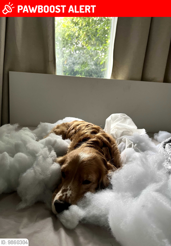 Greater London, England Lost Male Dog, Caesar Is Missing | PawBoost