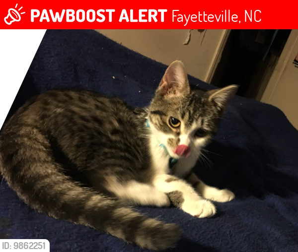 Fayetteville, NC Lost Male Cat, Friskee Is Missing | PawBoost