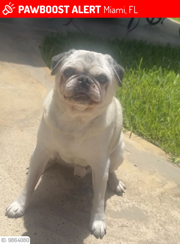 Miami, FL Lost Male Dog, Ace Is Missing | PawBoost