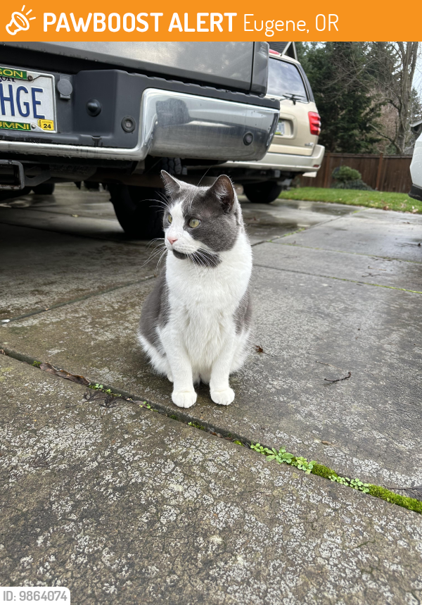Eugene, OR Stray Male Cat Found Near Willow Springs Drive and River ...