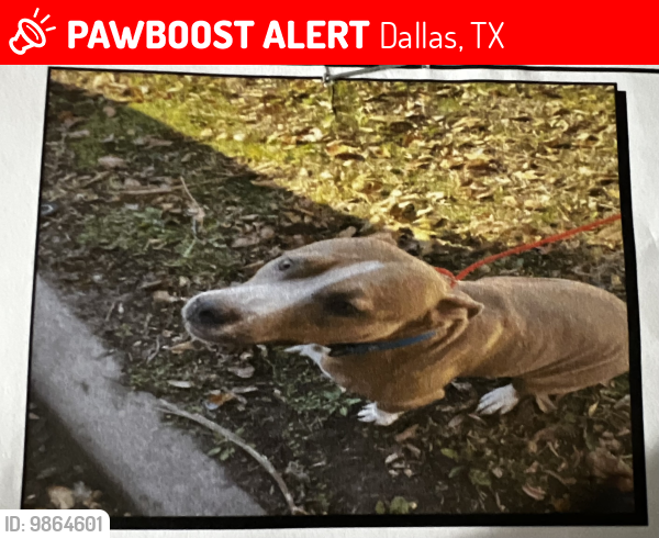 Dallas, TX Lost Female Dog, Honey Is Missing | PawBoost