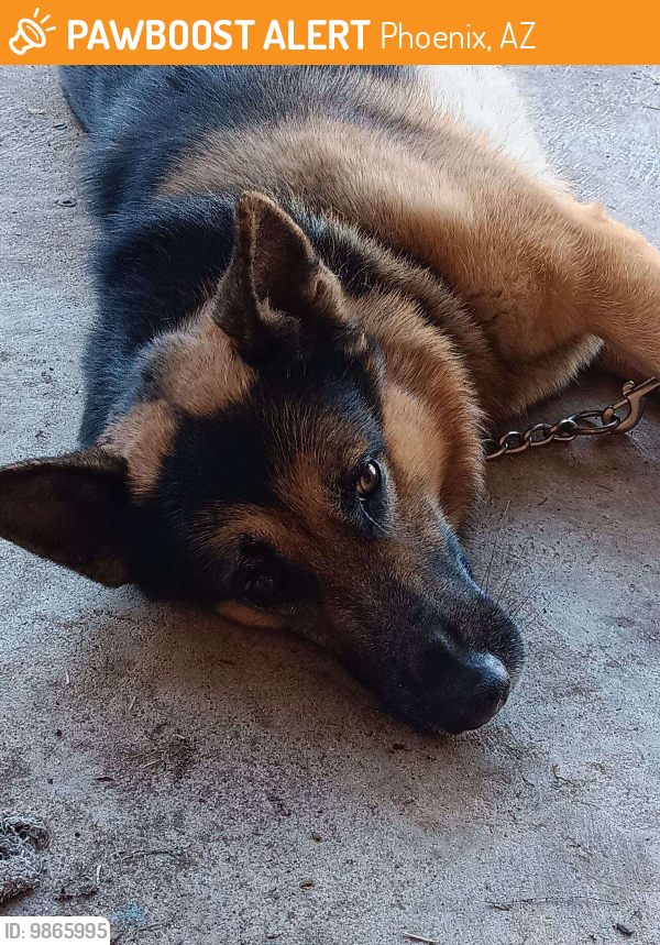 Phoenix, AZ Stray Male Dog Found Near 19th Ave and Bethany Rd | PawBoost