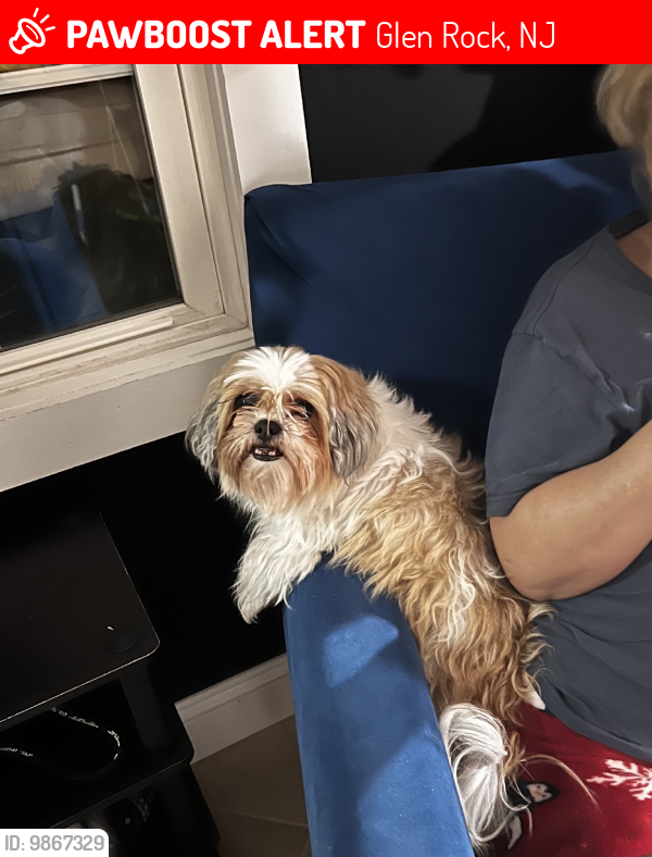 Glen Rock, NJ Lost Male Dog, Miso Is Missing | PawBoost