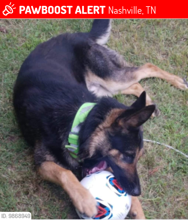 Nashville, TN Lost Male Dog, Max Is Missing | PawBoost