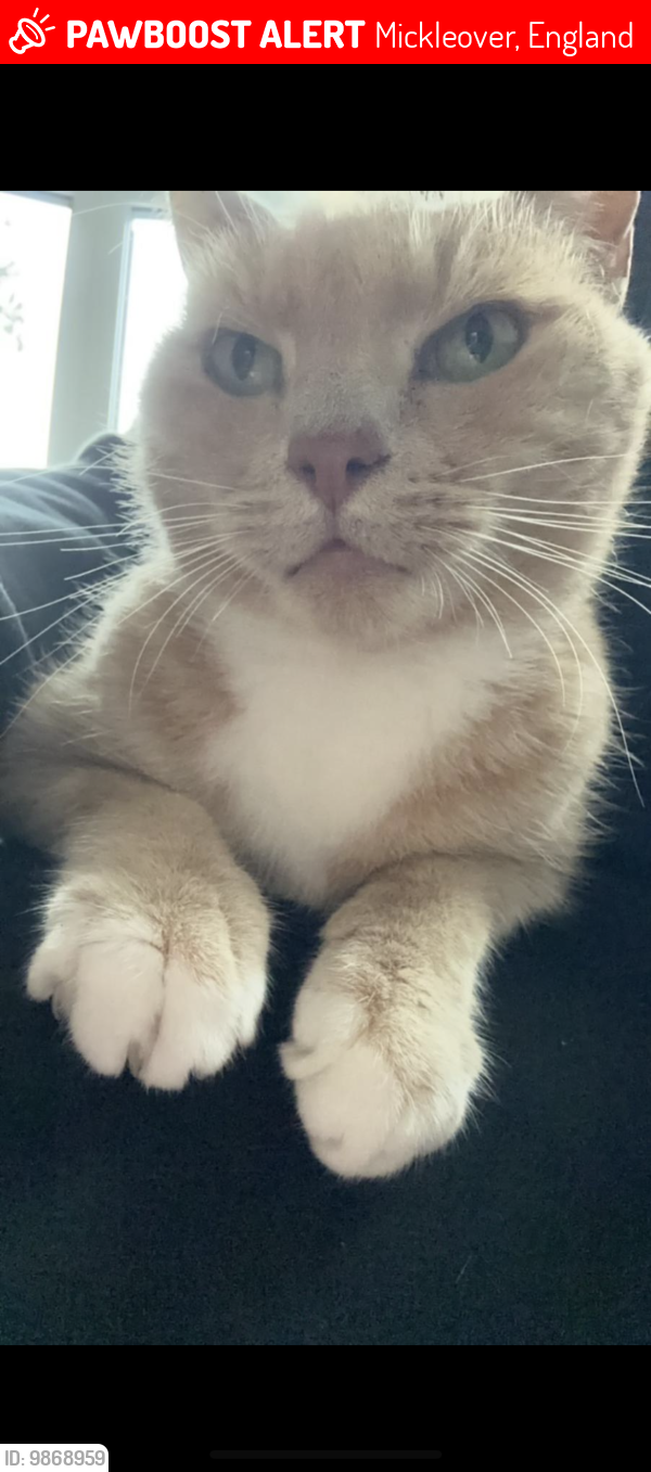 Mickleover, England Lost Male Cat, Bhaji Is Missing | PawBoost