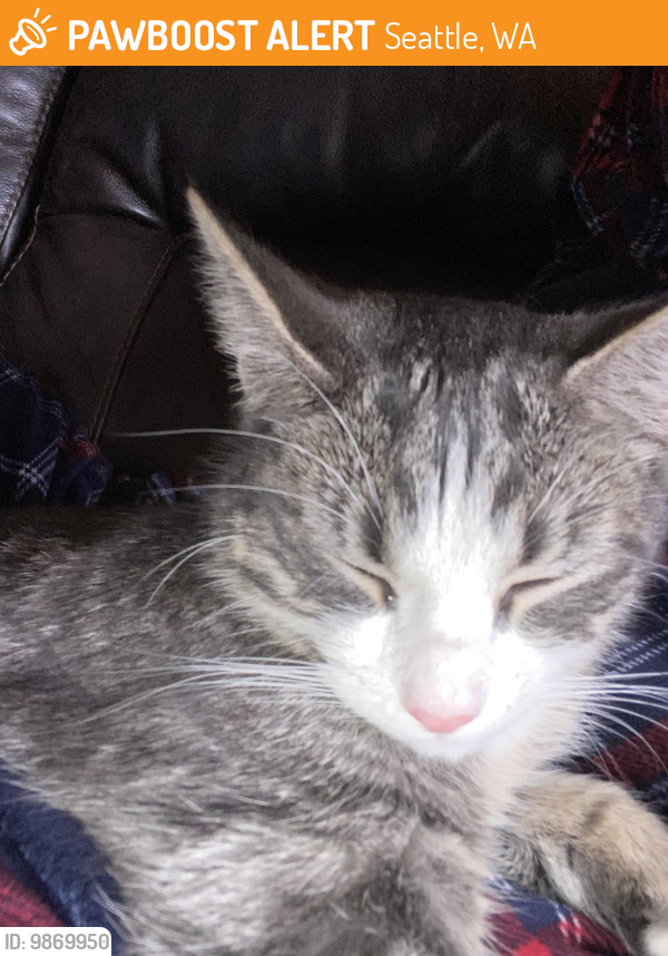 Seattle, WA Stray Cat Found Near Near | PawBoost