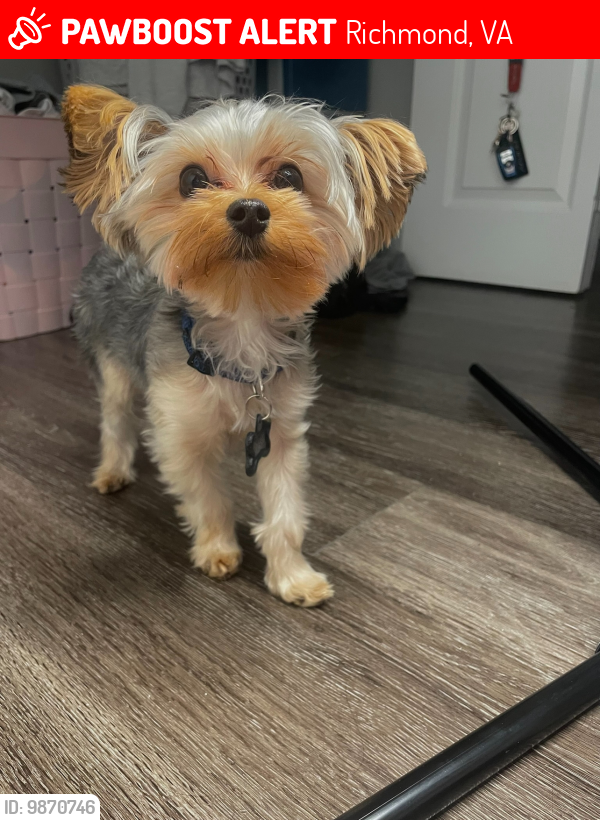Richmond, VA Lost Male Dog, Cash Is Missing | PawBoost