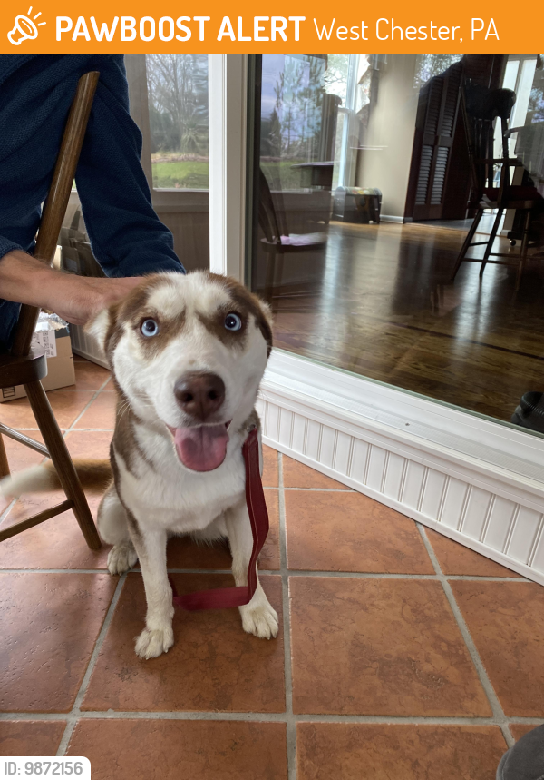 West Chester, PA Stray Female Dog Found Near South new street and ...