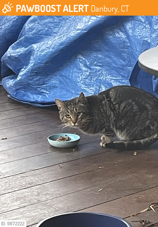 Danbury, CT Stray Cat Found Near King st/Middle River rd | PawBoost